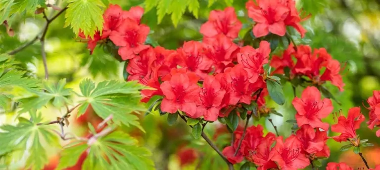 Heckenarten für den heimischen Garten