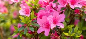 Heckenarten für den heimischen Garten