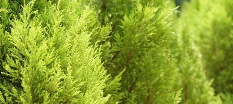 Heckenarten für den heimischen Garten