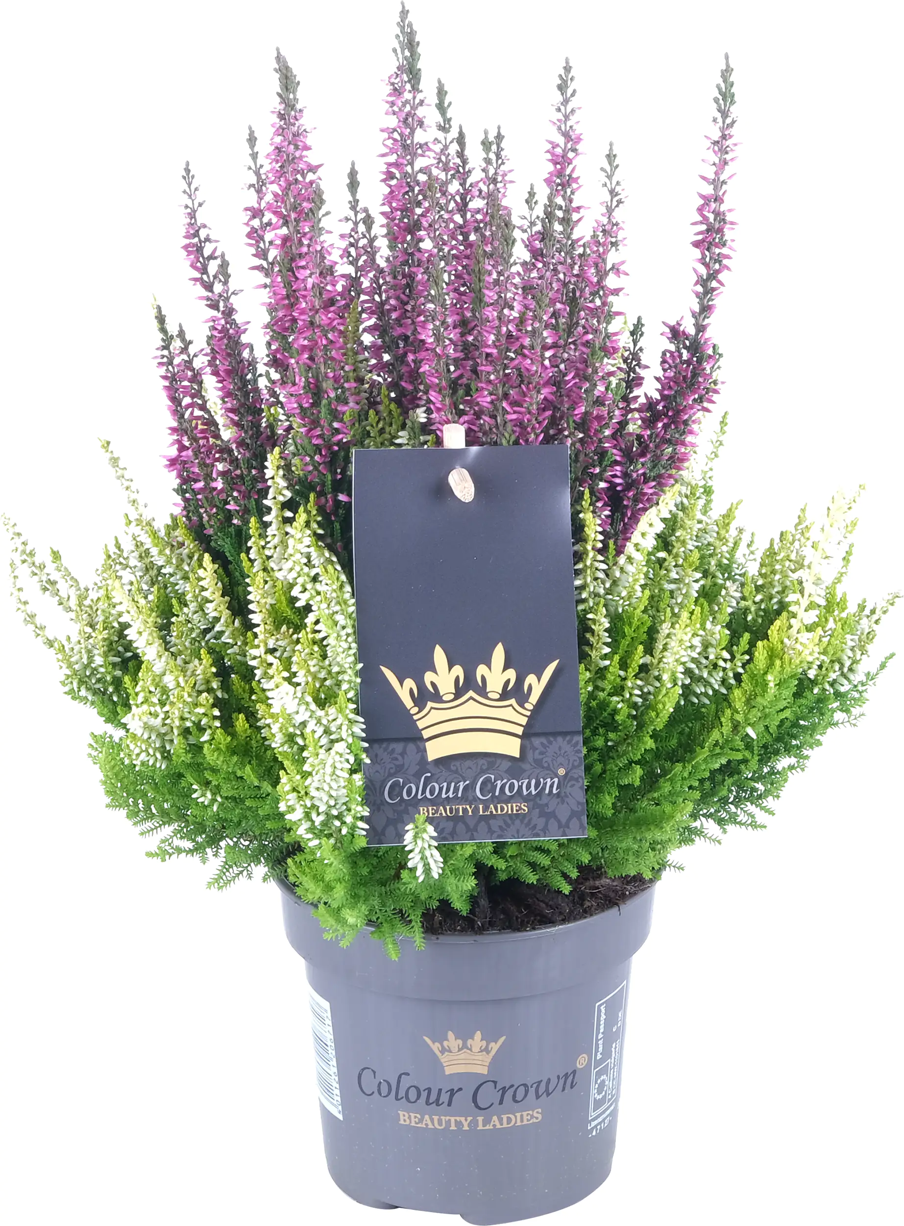 Besenheide Calluna Colour Crown Beauty Ladies 11 cm Topf kaufen ...
