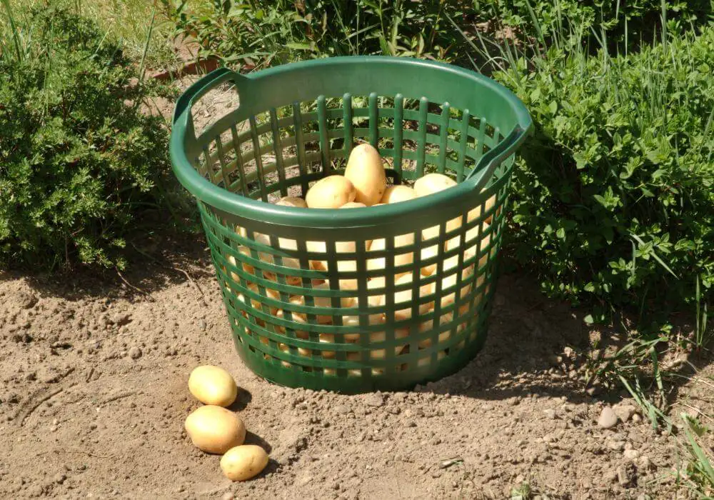 Floraworld Gartenkorb 31 l kaufen | Globus Baumarkt