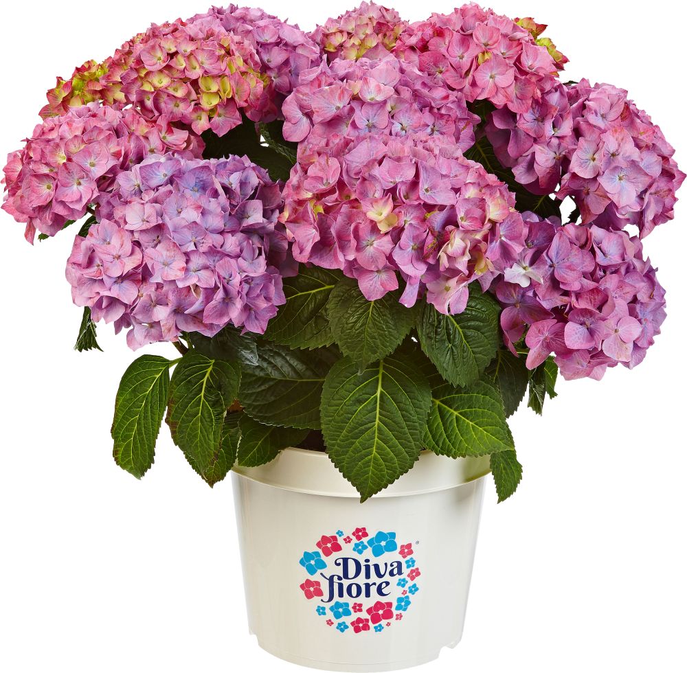 Gartenhortensie Hydrangea mac. Diva Fiore H ca. 30 cm 23 cm Topf kaufen | Globus Baumarkt