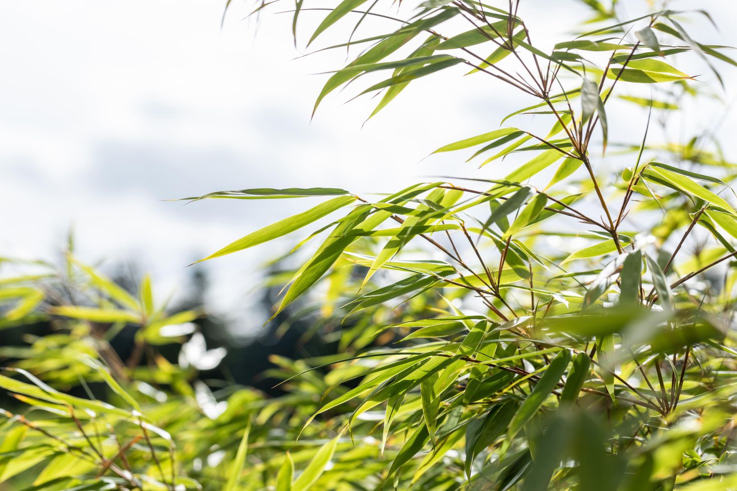 Bambus Fargesia Rufa H 60-80 cm 7,5 Liter Container kaufen | Globus ...