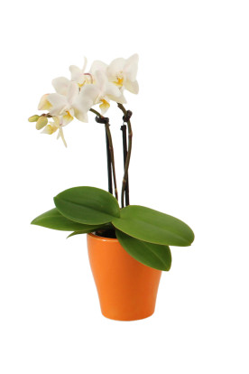 Phalaenopsis 2-Trieber im Keramiktopf kaufen | Globus Baumarkt