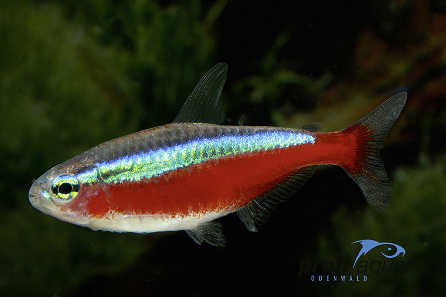 Aquariumfisch Roter Neon Paracheirodon axelrodi kaufen | Globus Baumarkt