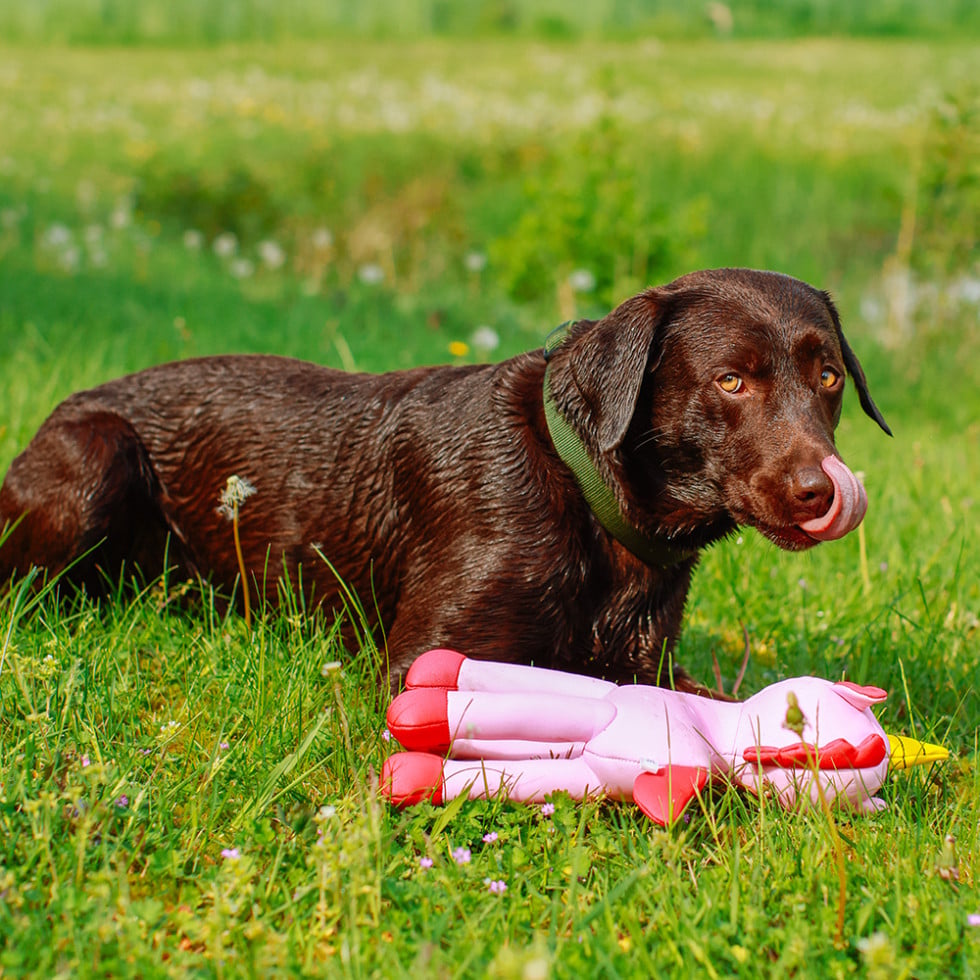 Nobby Wasserspielzeug Hund Einhorn Floating 39,5 cm rosa kaufen ...