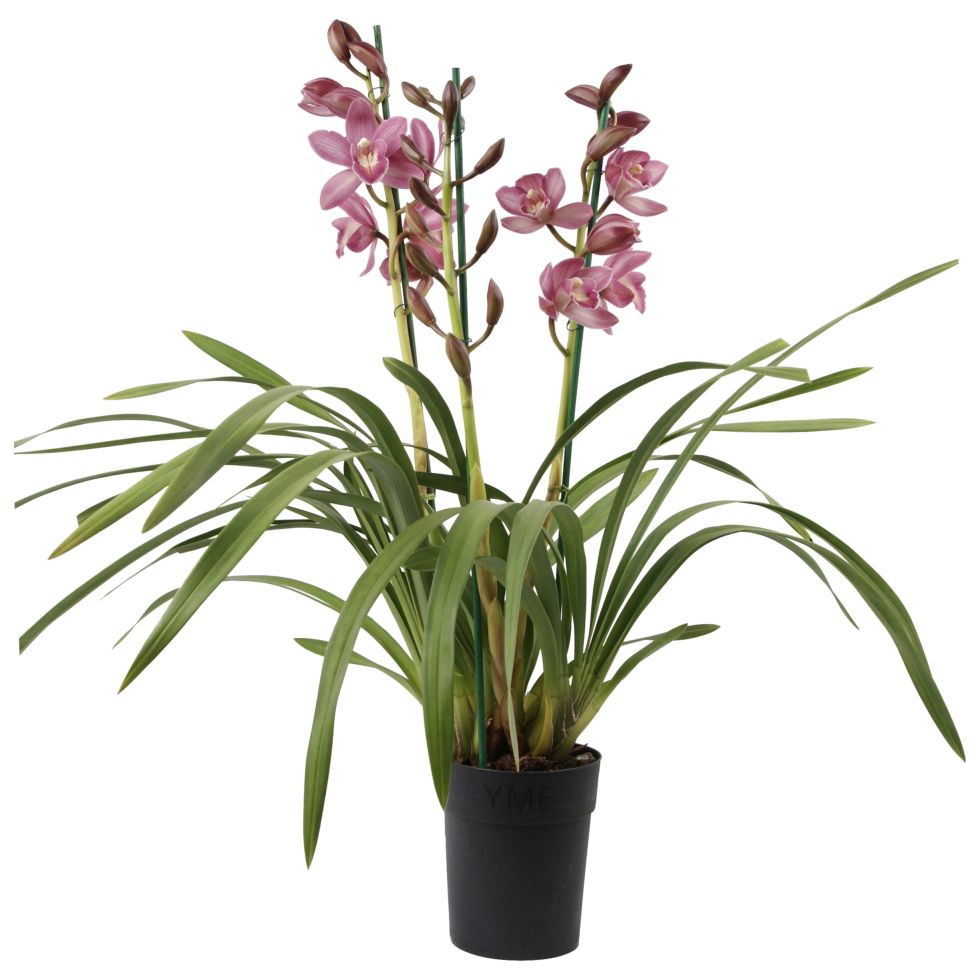 Orchidee 14 cm Topf, 3 - Trieber kaufen | Globus Baumarkt