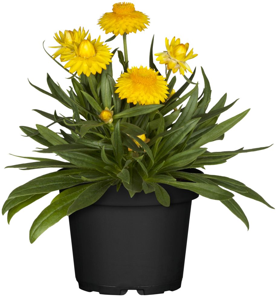 Strohblume Bracteantha 13 cm Topf kaufen | Globus Baumarkt