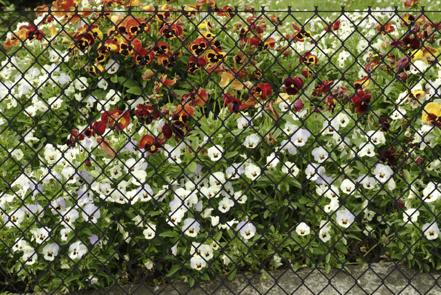 Floraworld Maschendraht-Zaun 25 x 1 m 60 mm Maschenweite anthrazit ...