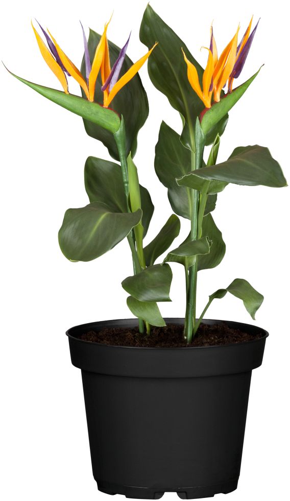 Baum-Strelitzie Strelitzia Reginae H ca. 35 cm 13 cm Topf kaufen ...
