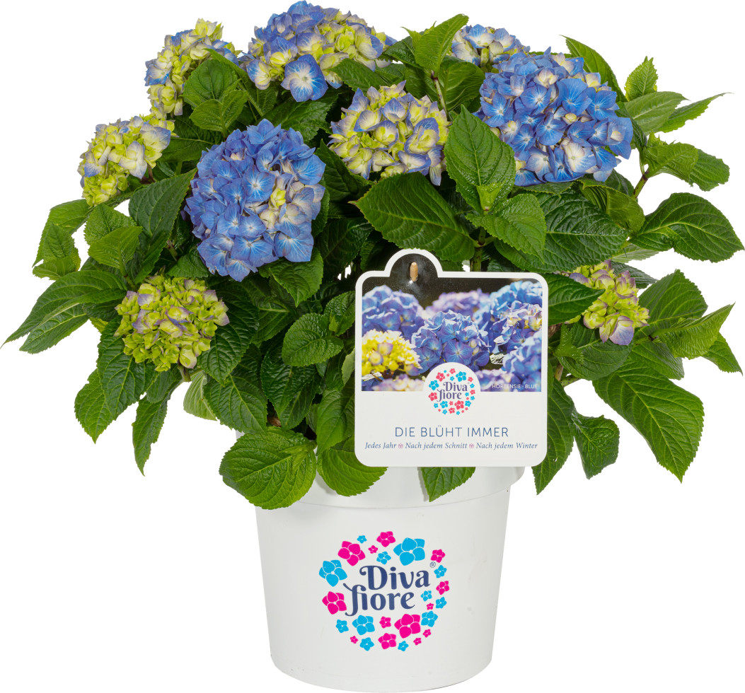 Gartenhortensie Hydrangea mac. Diva Fiore H ca. 30 cm 23 cm Topf kaufen | Globus Baumarkt