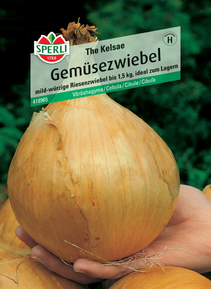 Sperli Gemüsezwiebel The Kelsae kaufen | Globus Baumarkt