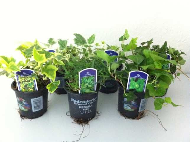 Efeu buntblättrig 11 cm Topf kaufen | Globus Baumarkt