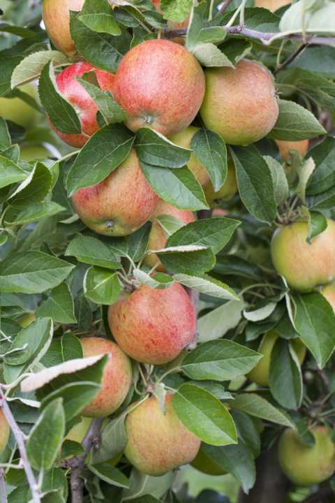 Apfelbaum Braeburn 7,5 L Container kaufen | Globus Baumarkt