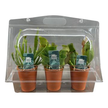 Fleischfressende Pflanzen Mix H 20 cm 7 cm Topf kaufen | Globus Baumarkt