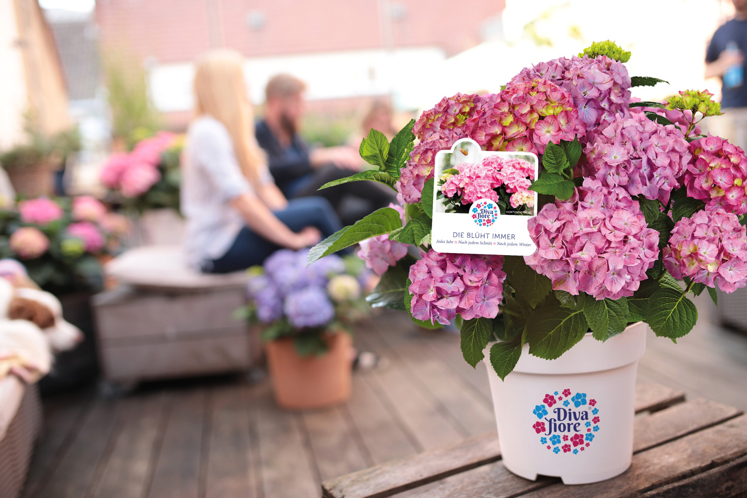 Gartenhortensie Hydrangea mac. Diva Fiore H ca. 30 cm 23 cm Topf kaufen | Globus Baumarkt