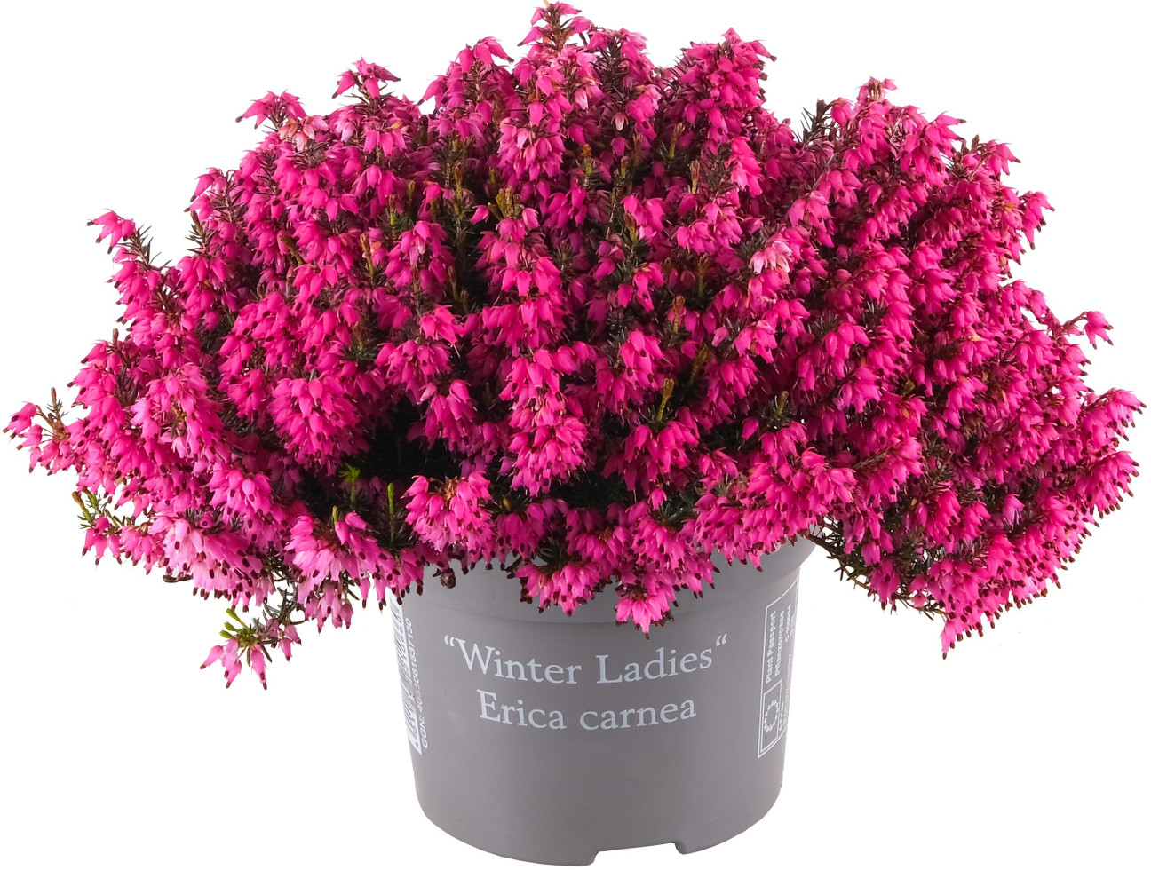 Erica Winter Beauties 11 cm Topf kaufen | Globus Baumarkt