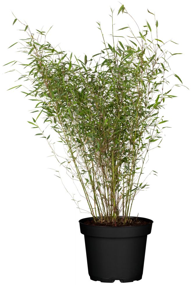 Bambus Fargesia Rufa H 60-80 cm 7,5 Liter Container kaufen | Globus ...