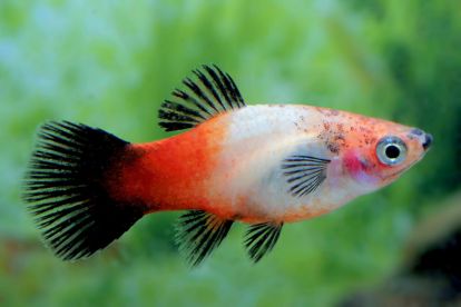 Aquarium Fische Kaufen