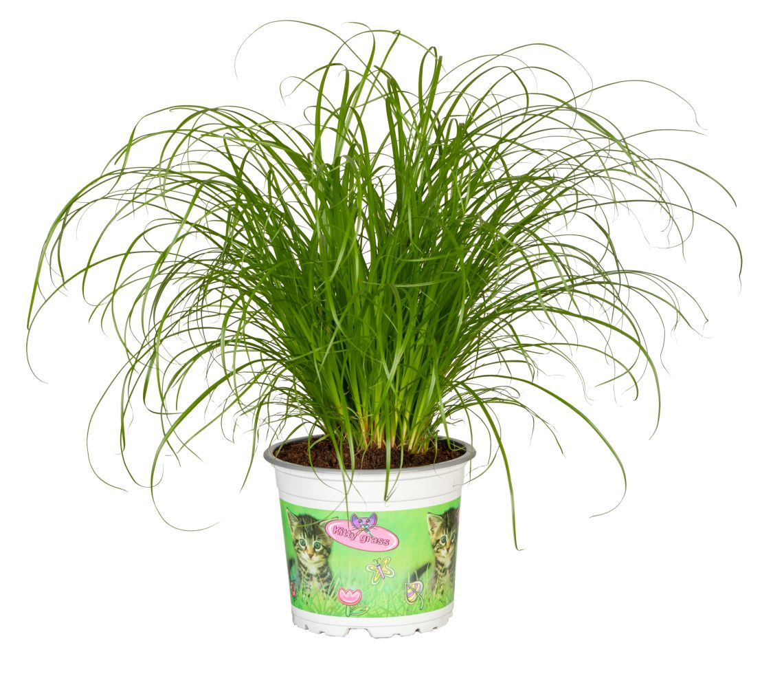 Katzengras Cyperus zumula H ca. 30 cm 12 cm Topf kaufen | Globus Baumarkt
