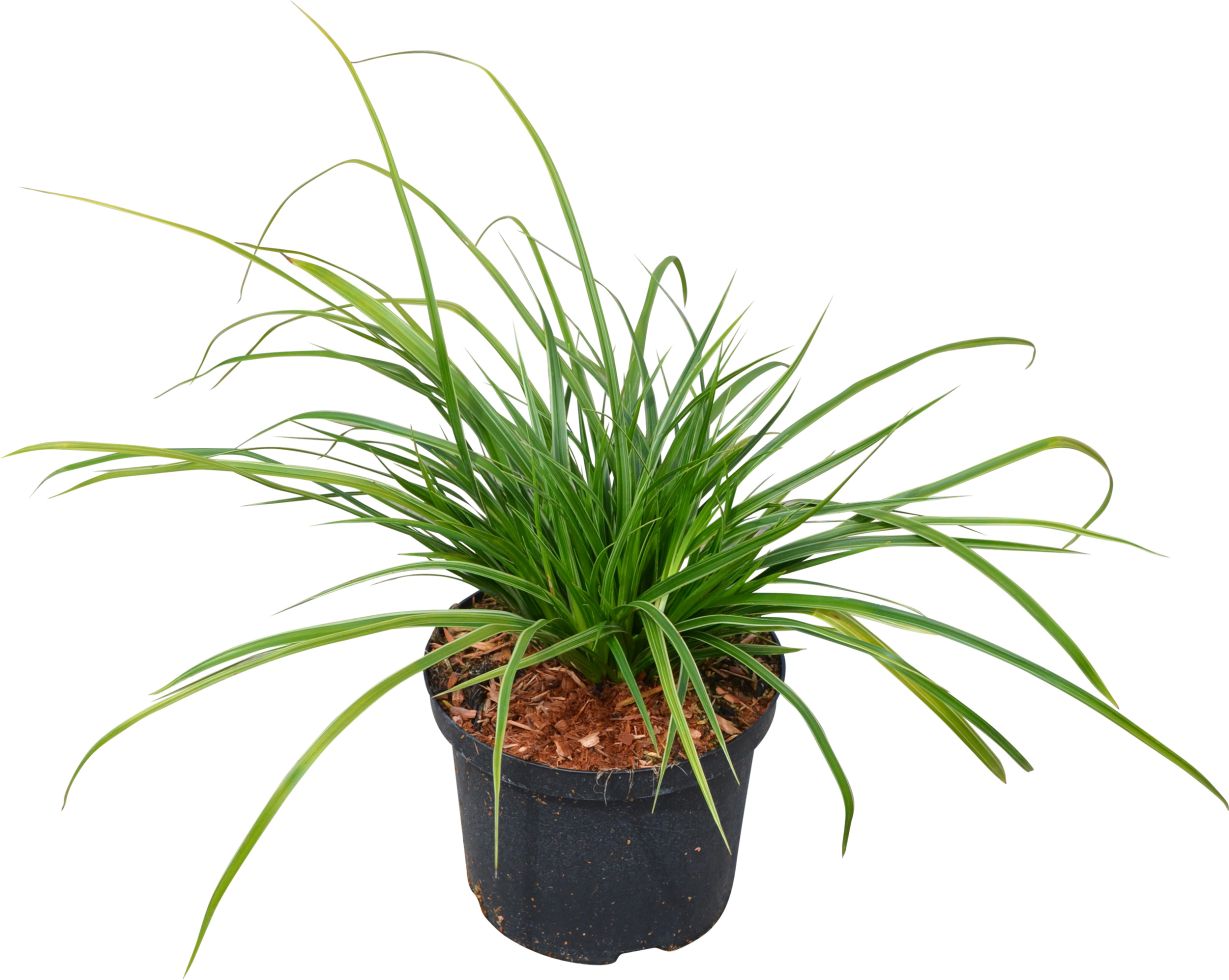 Niedrig wachsende Kleingräser 2,5 l Container kaufen | Globus Baumarkt