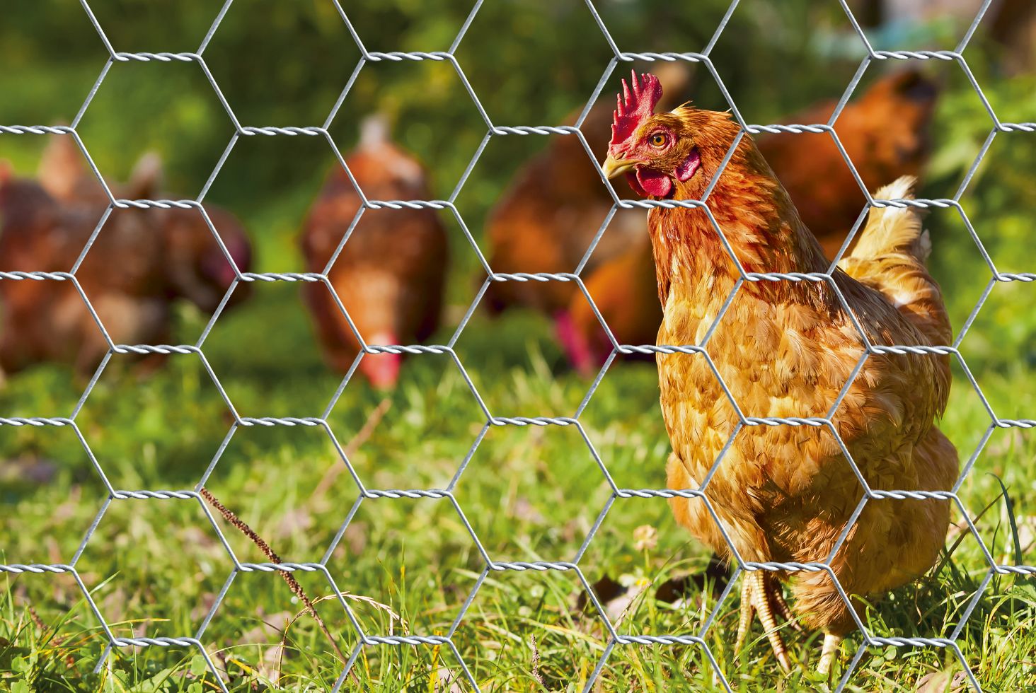 Alberts 6-Eck-Geflecht 10 m 50 cm hoch verzinkt kaufen | Globus Baumarkt