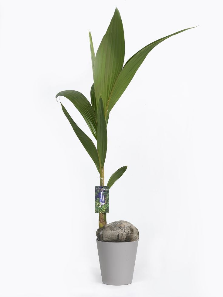 Kokospalme Nucifera in metallic Dekotopf H ca. 100 cm 20 cm Topf kaufen | Globus Baumarkt