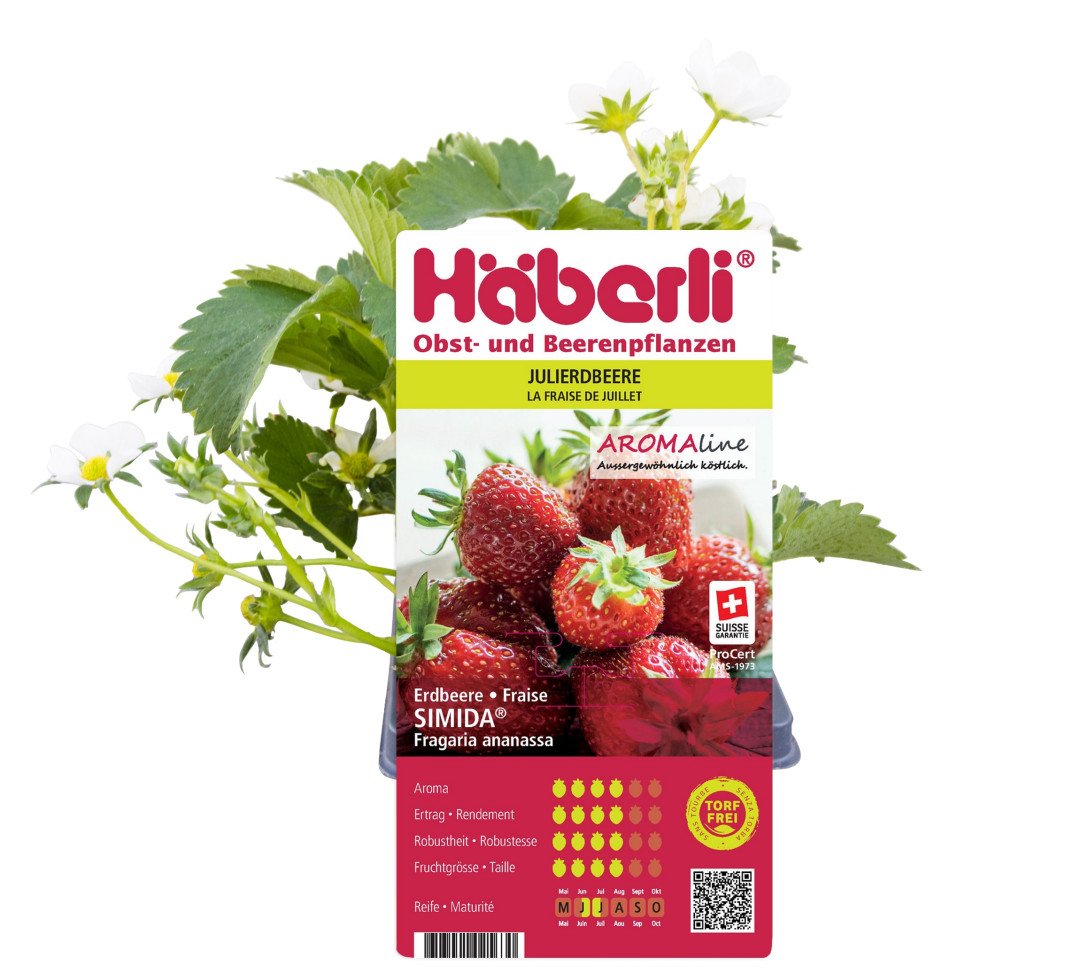 Fragaria × ananassa Simida Häberli-Erdbeere 4er Set kaufen | Globus Baumarkt